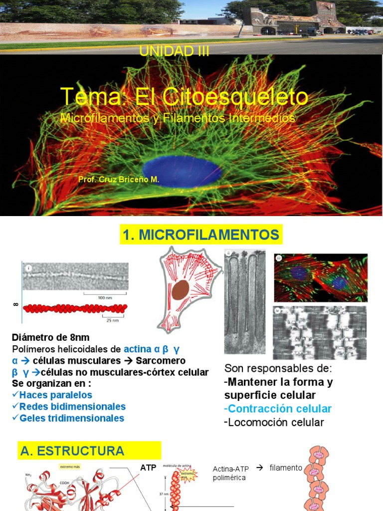 Funciones y Estructura de Microfilamentos | PDF | Actina | Biología ...