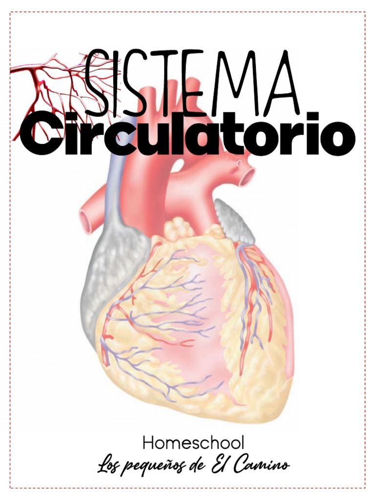 Sistema Circulatorio | PDF | Sistema circulatorio | Corazón
