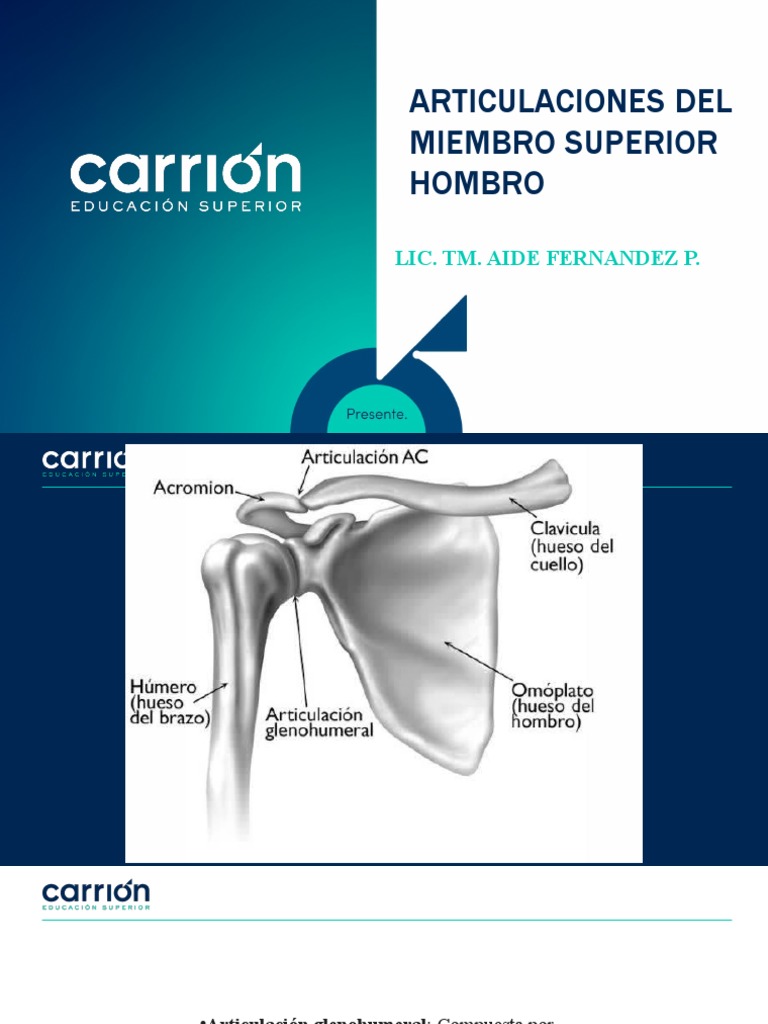 Anatomía y Tratamientos del Hombro | PDF | Hombro | Anatomía