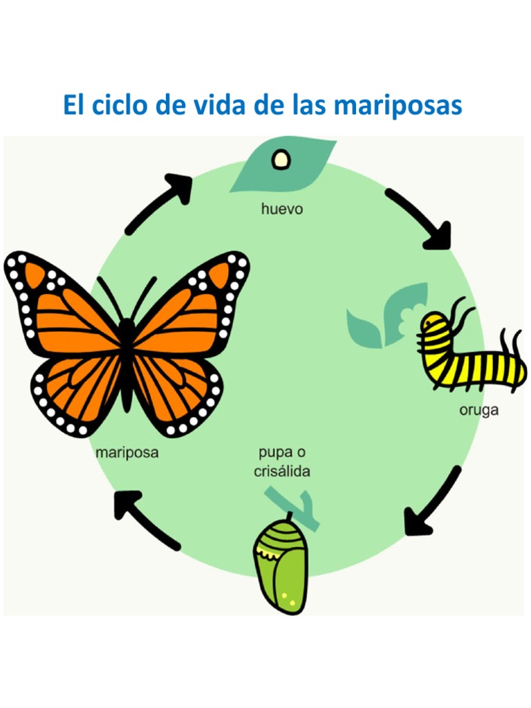 El Ciclo de Vida de Las Mariposas | PDF