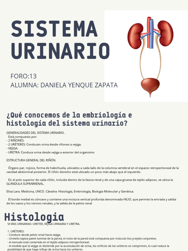 Sistema Urinario Foro13 | PDF | Sistema urinario | Riñón