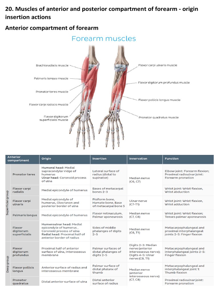 Muscles of Anterior and Posterior Compartment of Forearm - Origin Insertion Actions | PDF