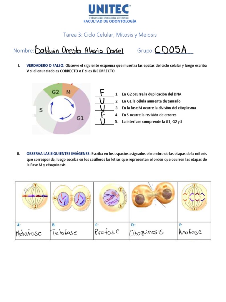 Tarea 3. Ciclo Celular, Mitosis y Meiosis (23-1) | PDF | Mitosis | Mitosis