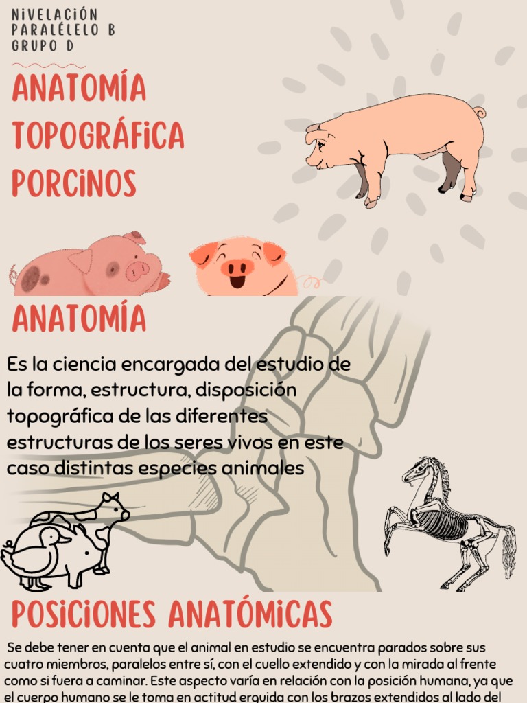 Anatomía Topográfica del Cerdo | PDF | Términos anatómicos de ubicación