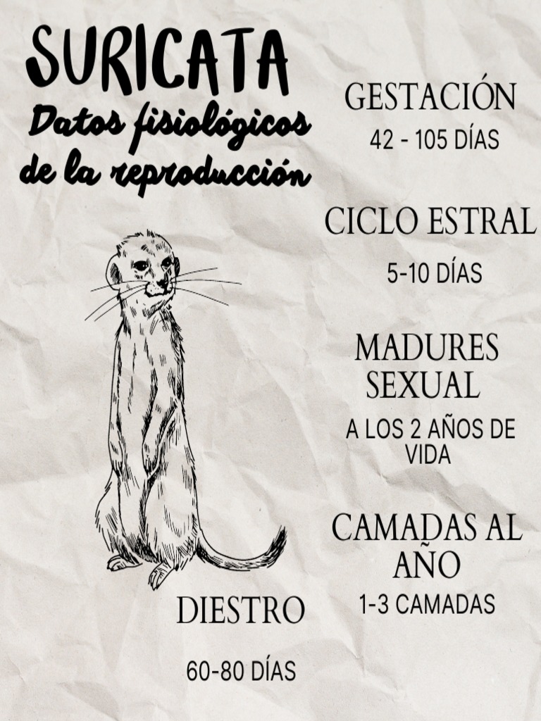 Infografía Suricatos | PDF