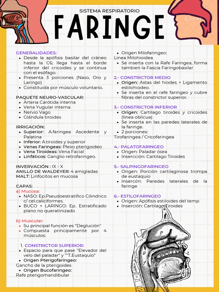 Anatomía y Funciones de la Faringe | PDF | Anatomía humana | Cabeza y ...