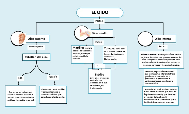 Mapa Conceptual Del Oido 3 | PDF | Oído | Escuchando
