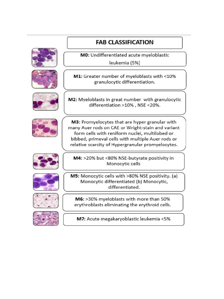 FAB Classification of AML | PDF
