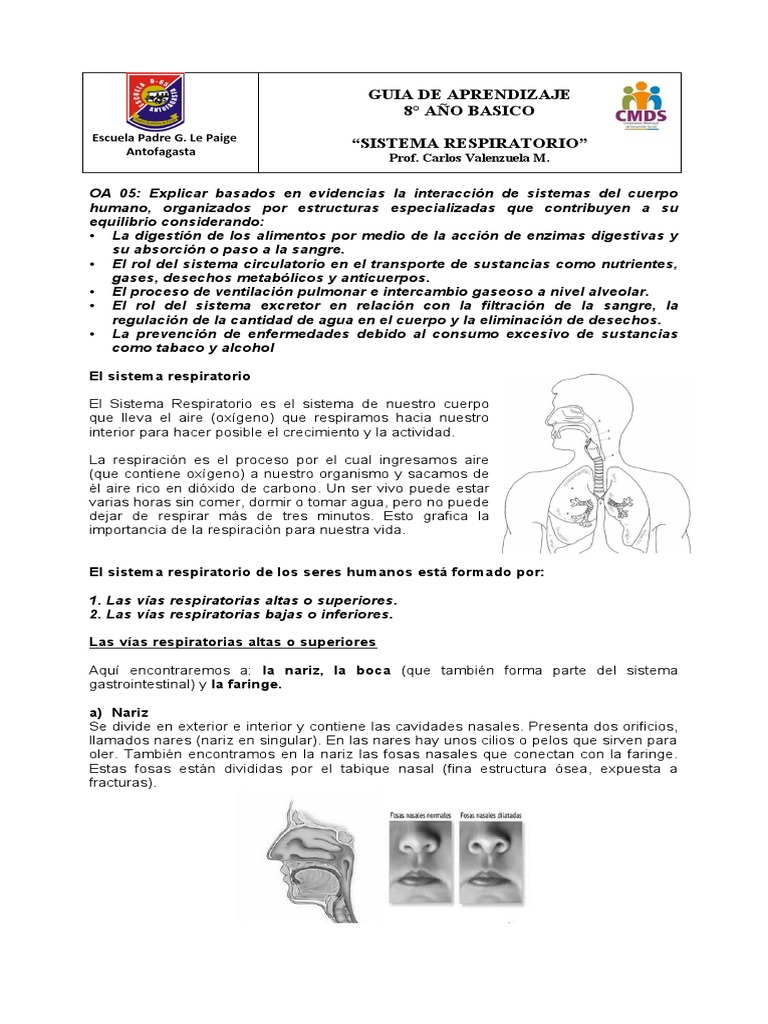 Guía de Aprendizaje: Sistema Respiratorio | PDF | Pulmón | Sistema ...