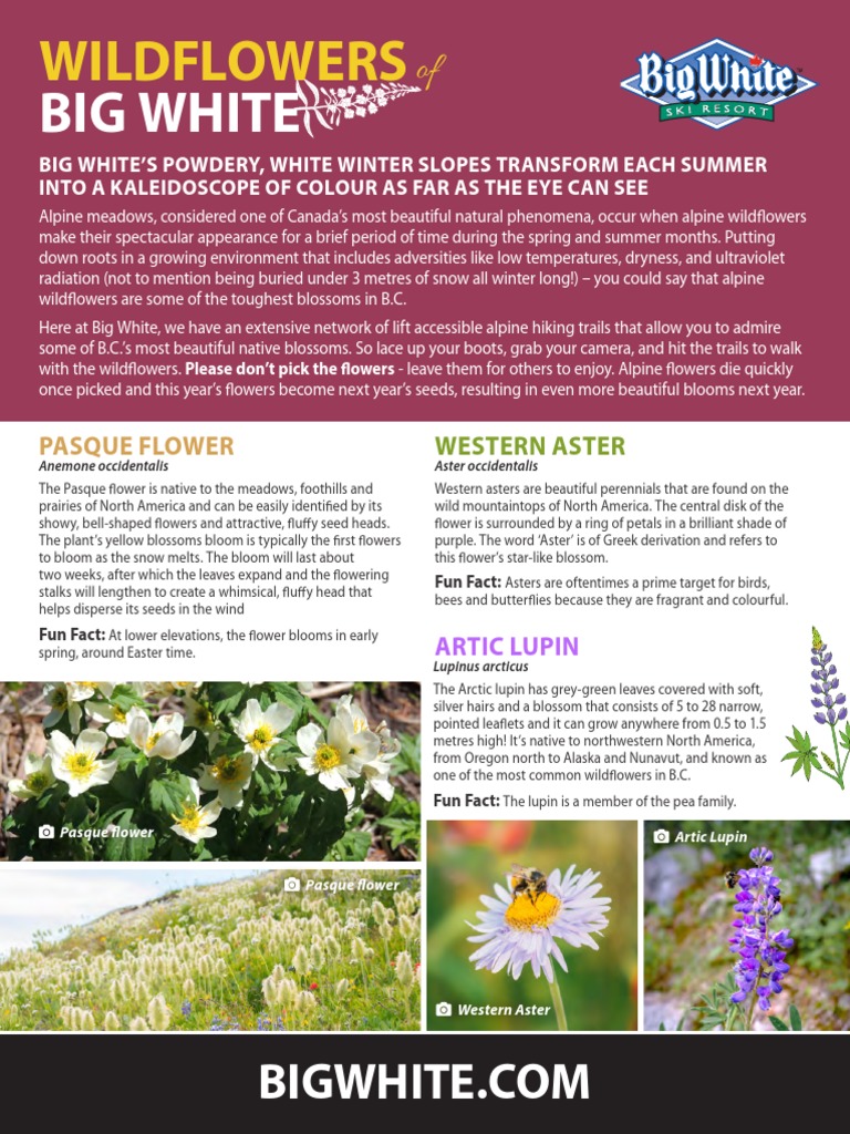 Wildflowers Field Guide BW 8.5x11 Web | PDF | Flowers | Plants