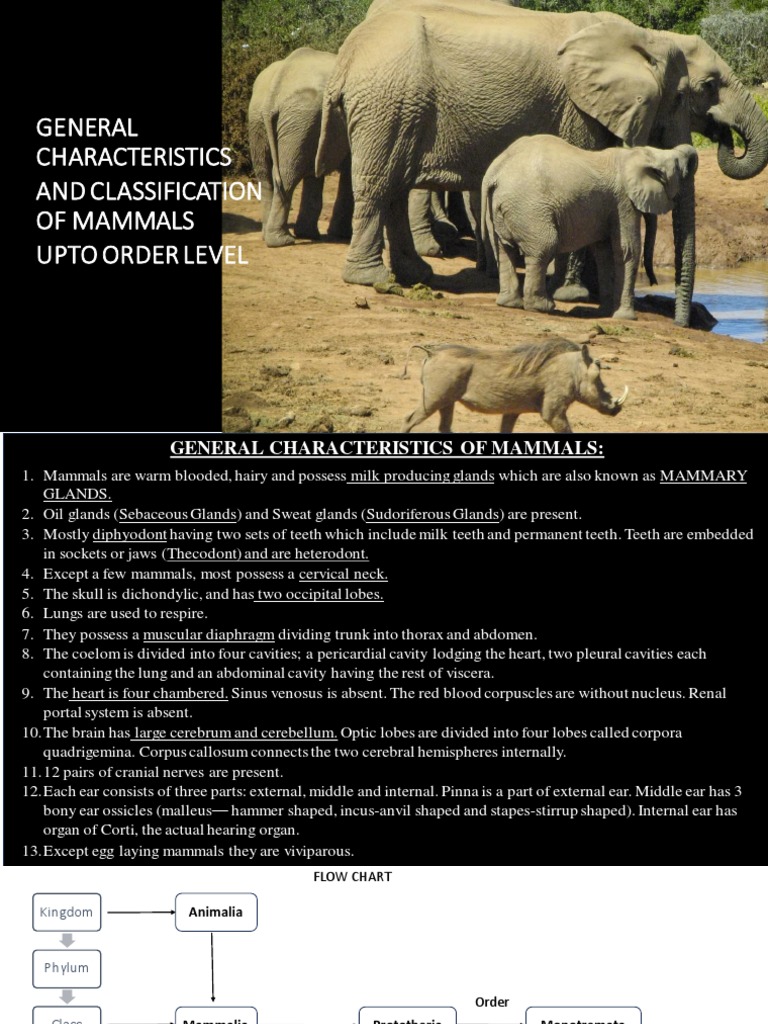 Zoology 1x | PDF | Mammals | Zoology