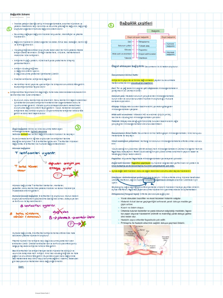 Bağışıklık Sistemi | PDF