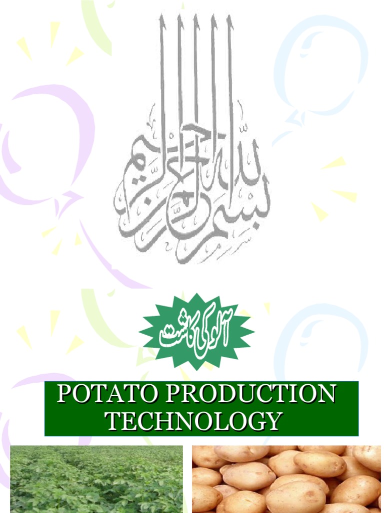 Potato Training | PDF