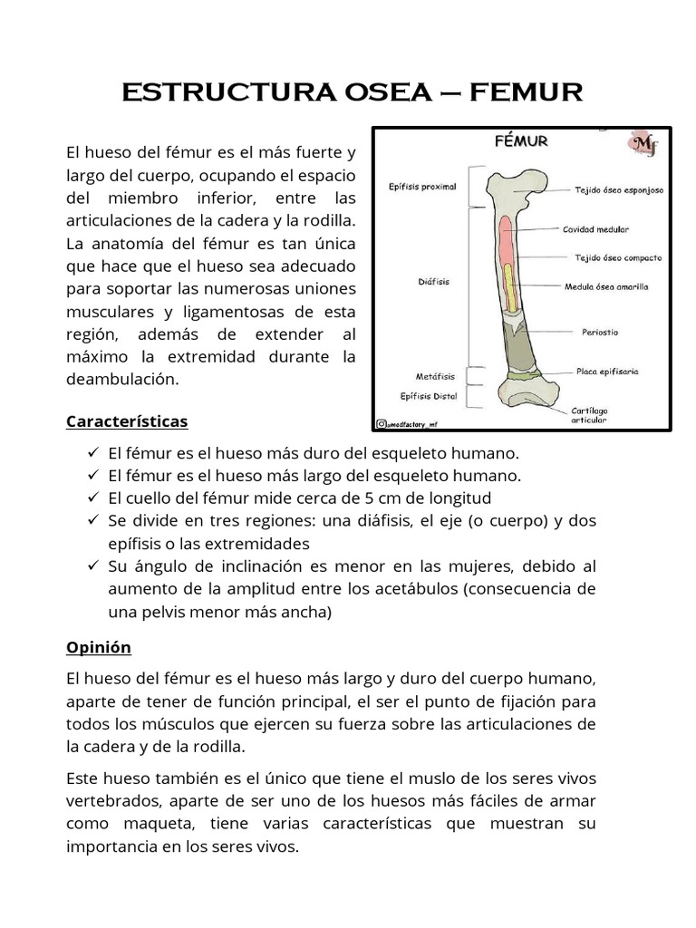 Estructura Osea Pdf