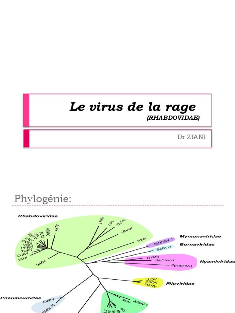 Comprendre la Rage: Virus et Prévention | PDF | Rage (maladie) | Virus