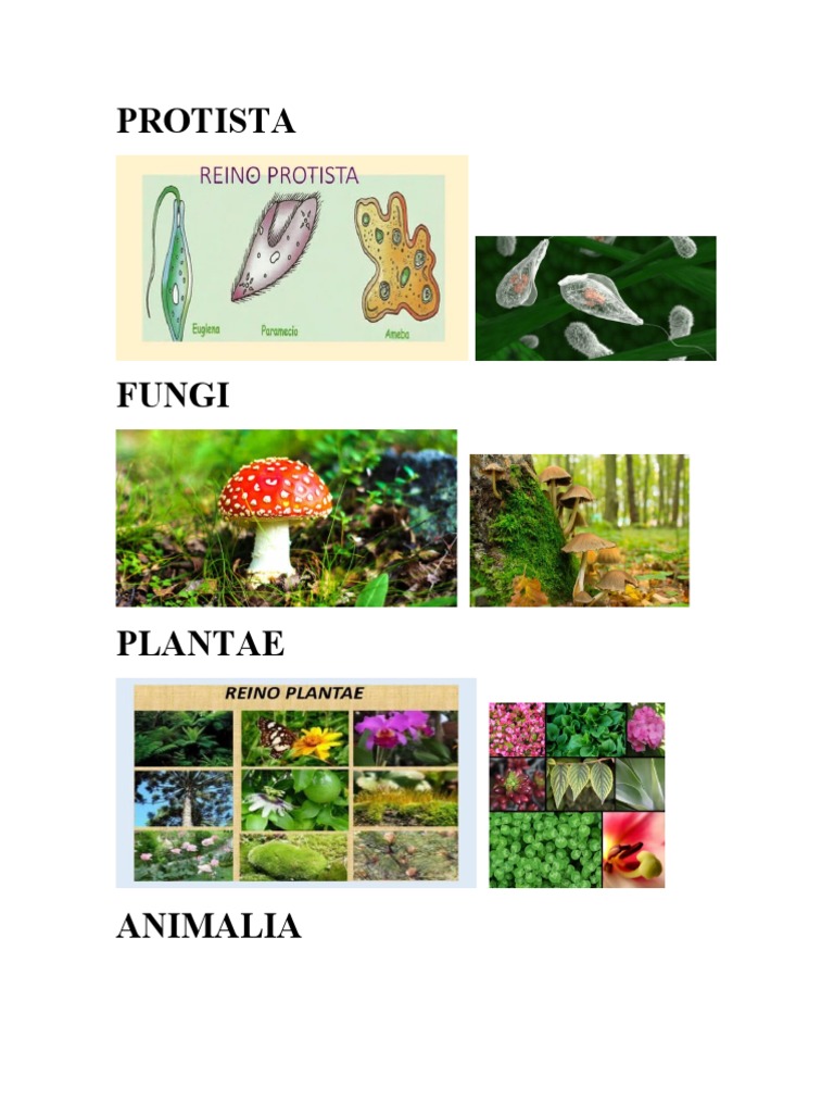 Los Reinos Protistas, Fungi, Plantae, Animalia, Arqueobacterias ...