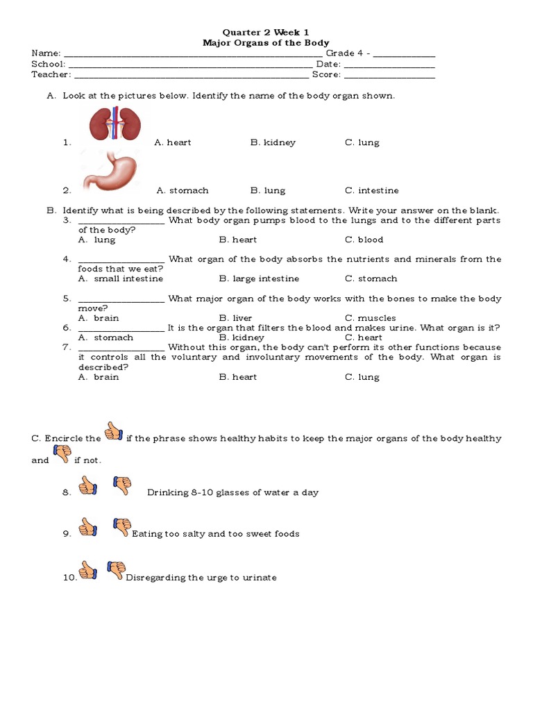 Major Organs of the Body Quiz for Kids | PDF