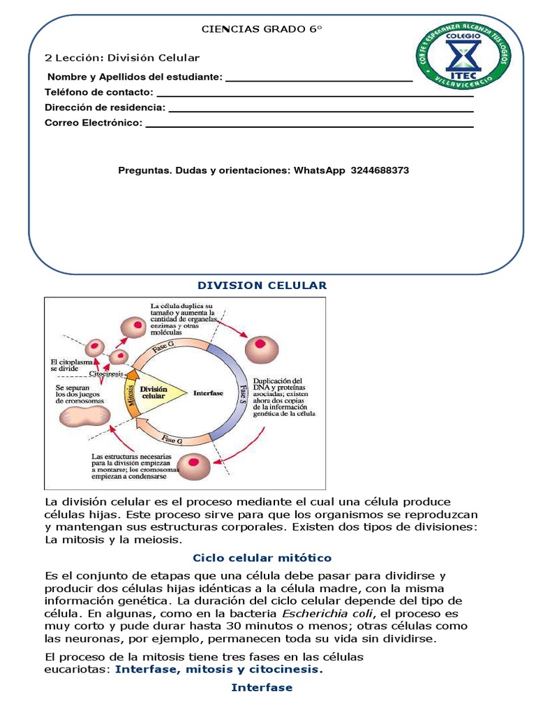 Ciclo y División Celular en 6° Grado | PDF