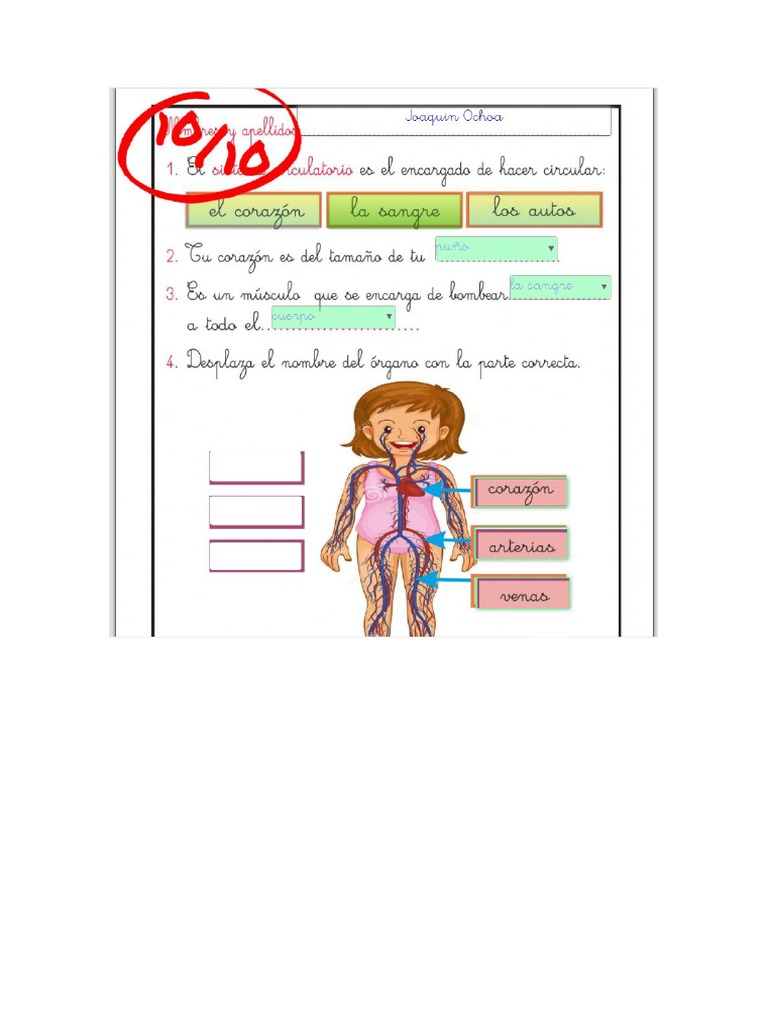 Sistema Circulatorio | PDF