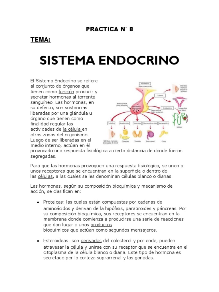 Sistema Endocrino | PDF | Glándula pituitaria | Insulina