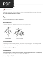 Raízes Adventícias: Exemplos e Funções | PDF | Raiz | Morfologia vegetal