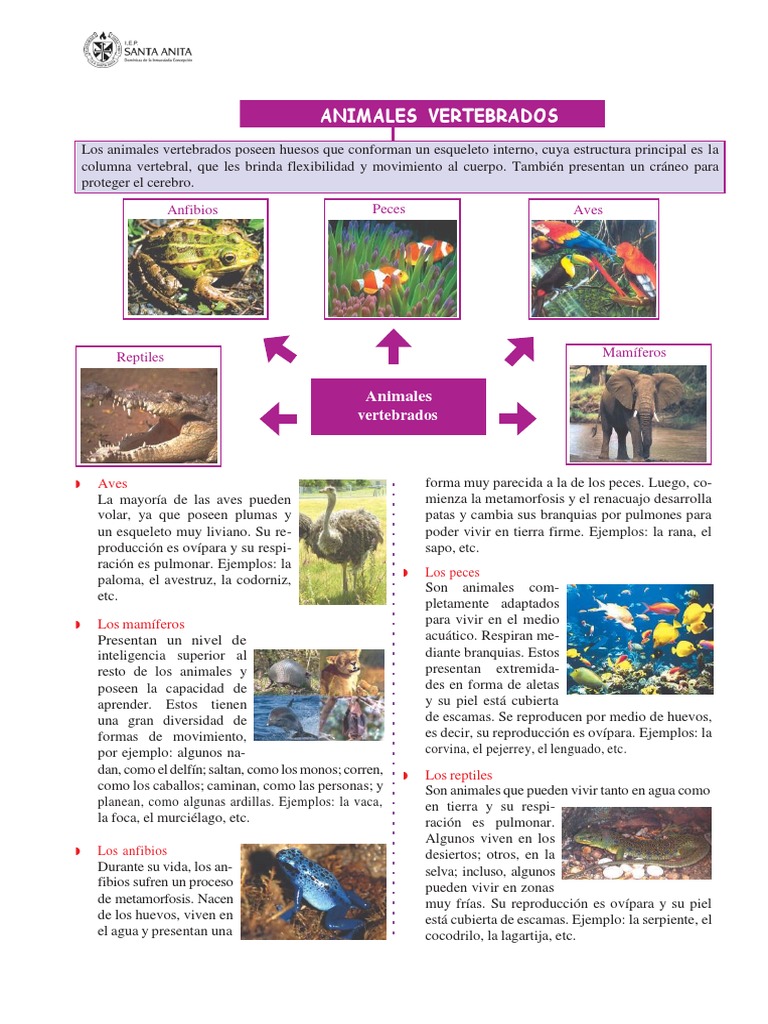 Ficha Informativa Animales Vertebrados | PDF | Vertebrados | Anfibio