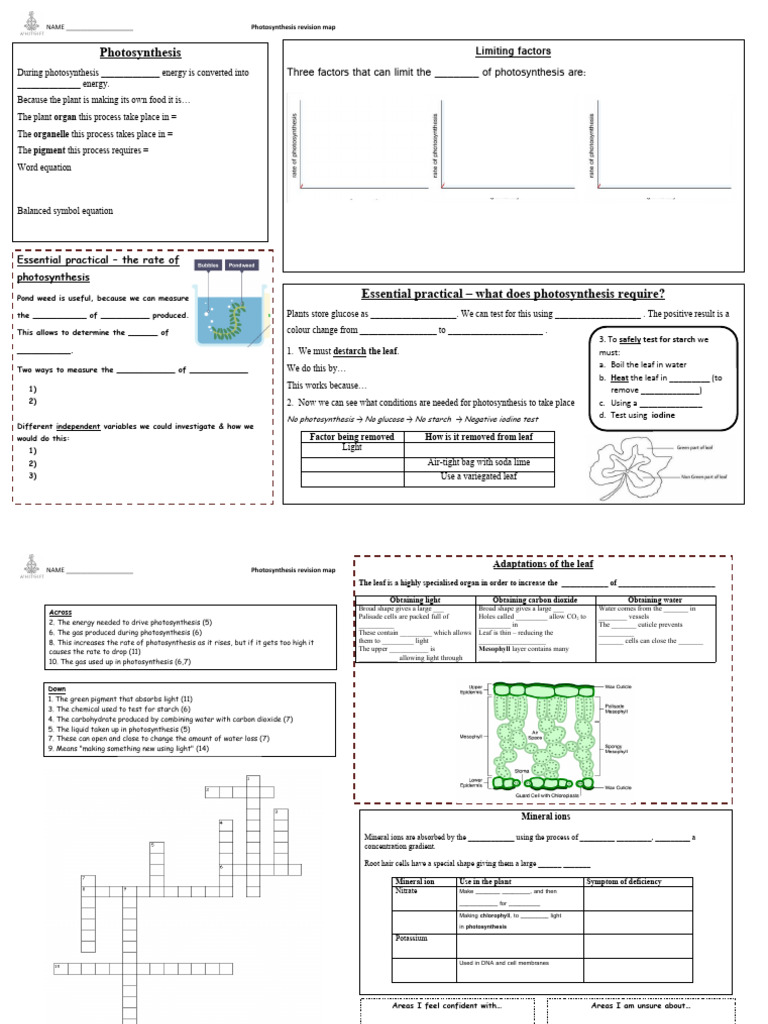 Photosynthesis Study Guide and Map | PDF | Photosynthesis | Leaf