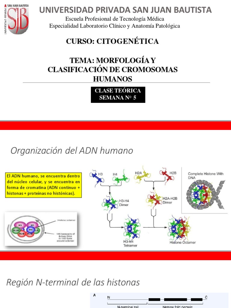 T 5morfología y Clasificación de Cromosomas Humanos | PDF | Cromatina | Cromosoma