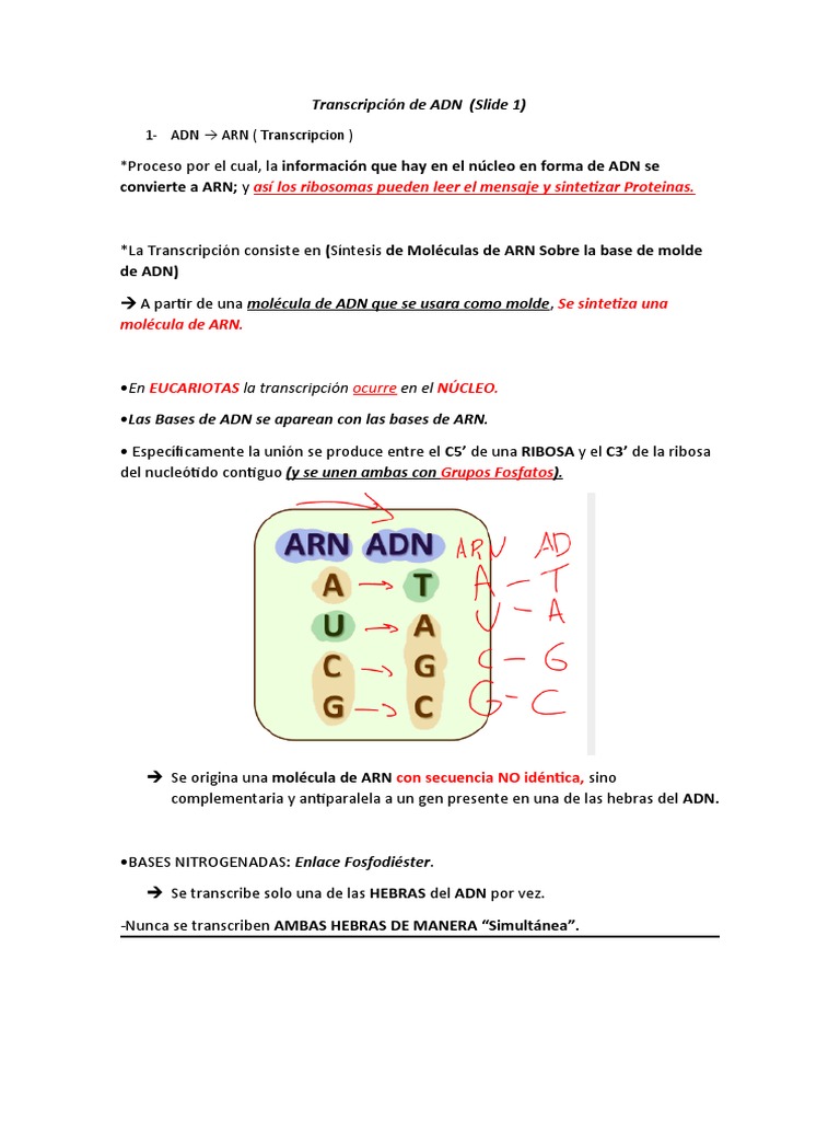 Proceso de Transcripción del ADN | PDF | Rna | Mitosis