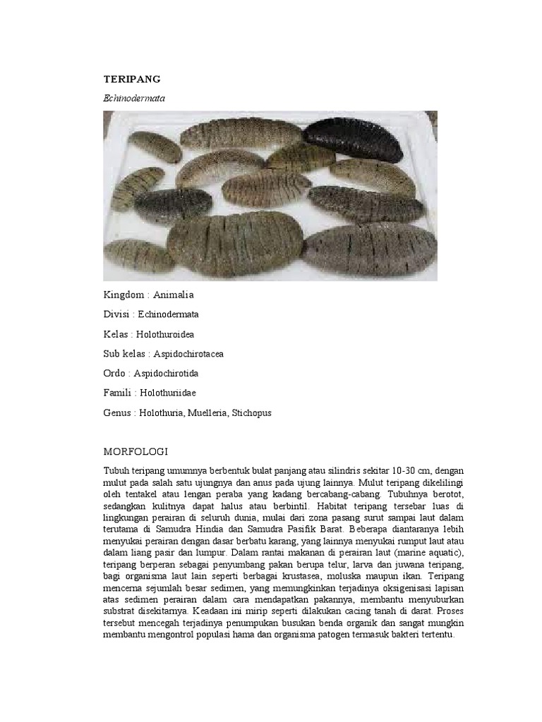 Teripang New | PDF