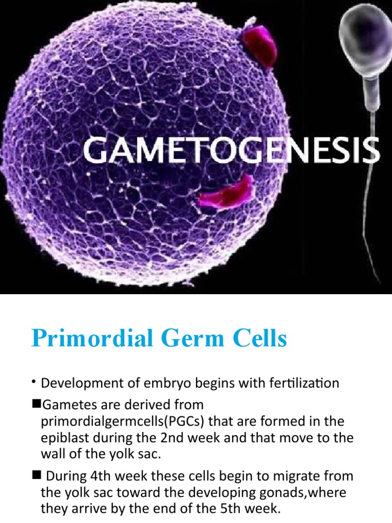 Primordial Germ Cells and Gametogenesis | PDF | Meiosis | Cells