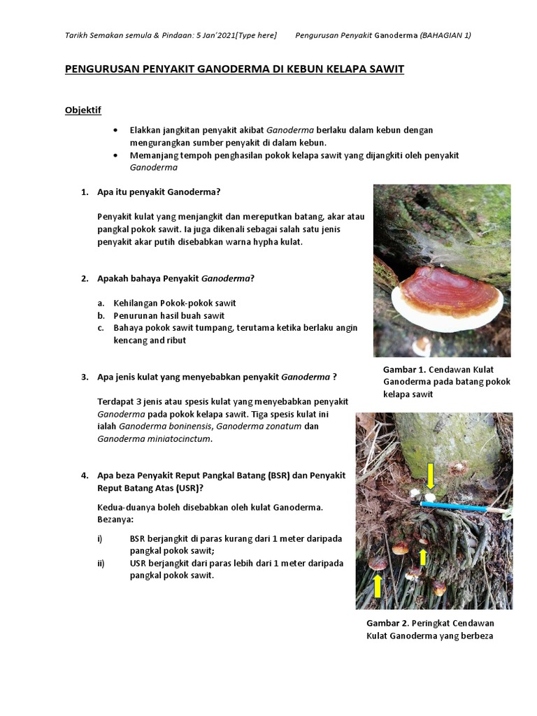 6.-BM-PENGURUSAN-PENYAKIT-GANODERMA-DI-KEBUN-KELAPA-SAWIT | PDF