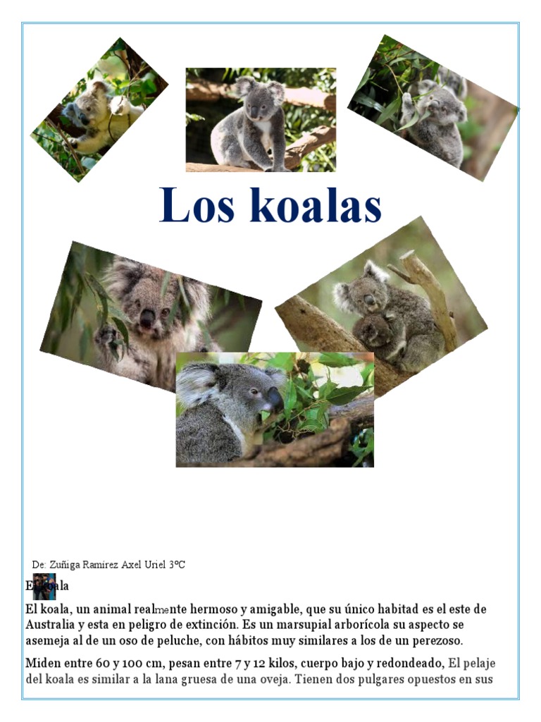 Ensayo de Los Koalas | PDF | Coala | Deforestación