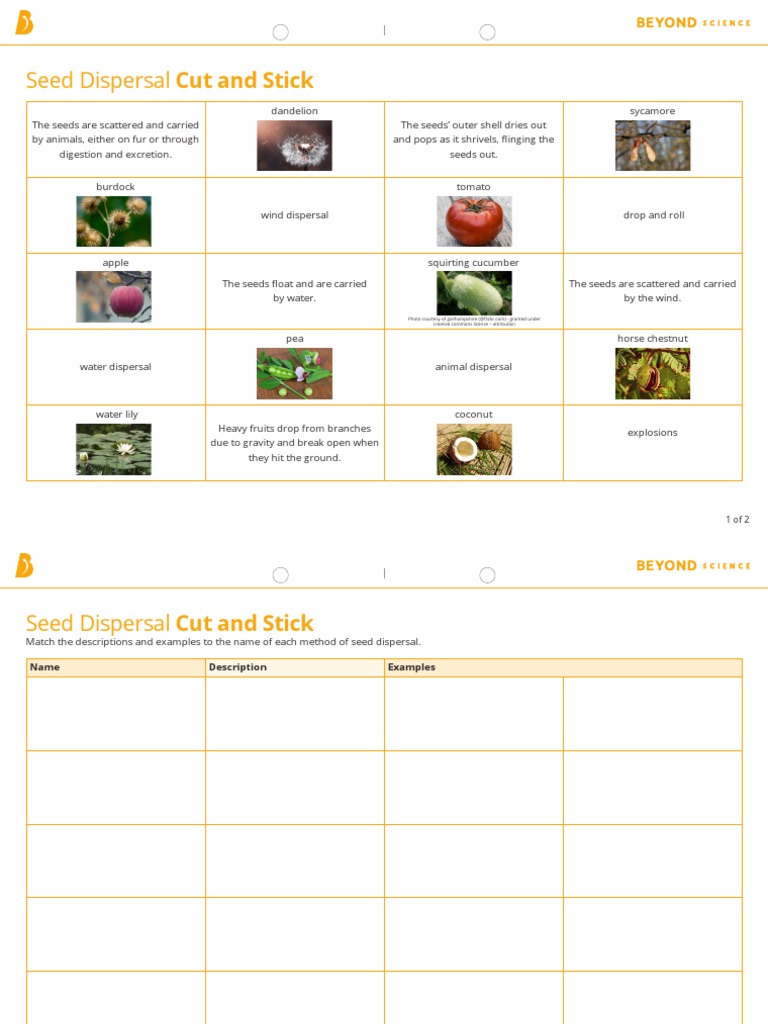 Seed Dispersal Cut and Stick - Ver - 5 | PDF | Seed | Trees