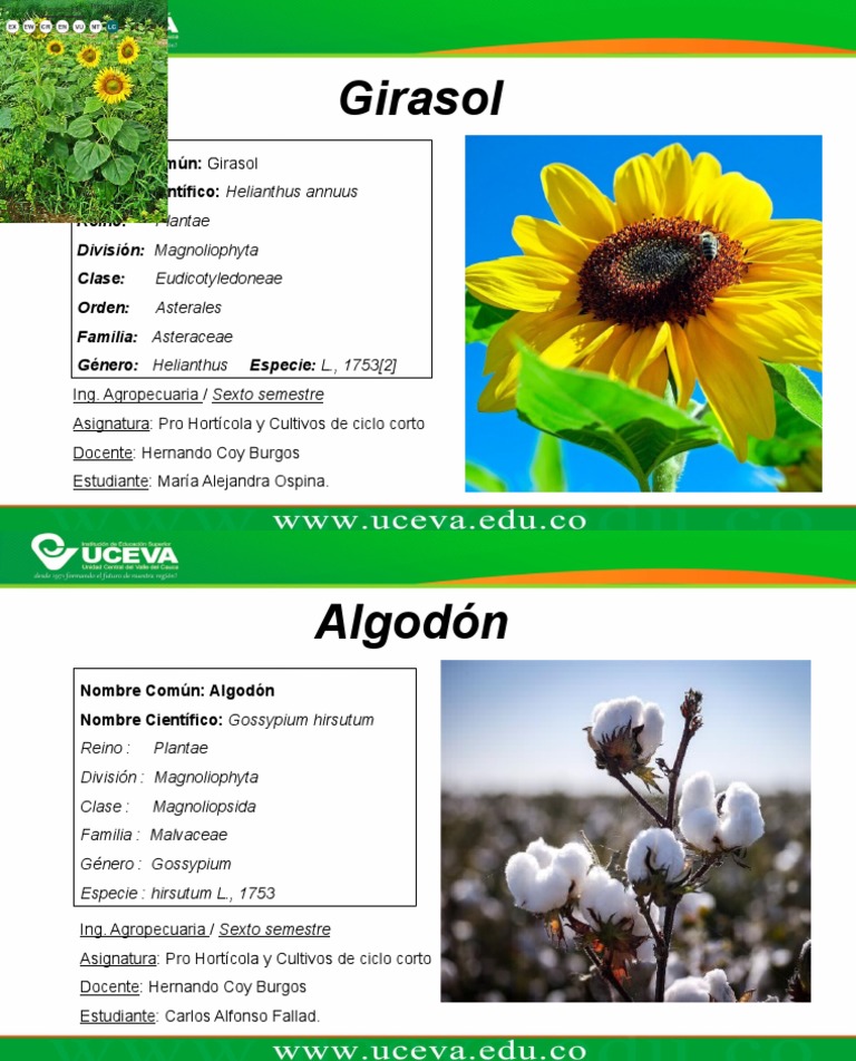 Clasificación del Girasol y Algodón | PDF