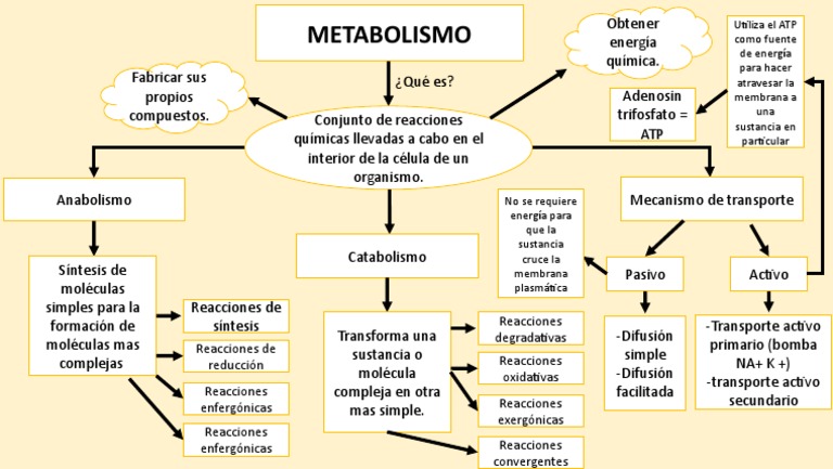 Mapa Conceptual Del Metabolismo 2 | PDF | Metabolismo | Trifosfato de adenosina