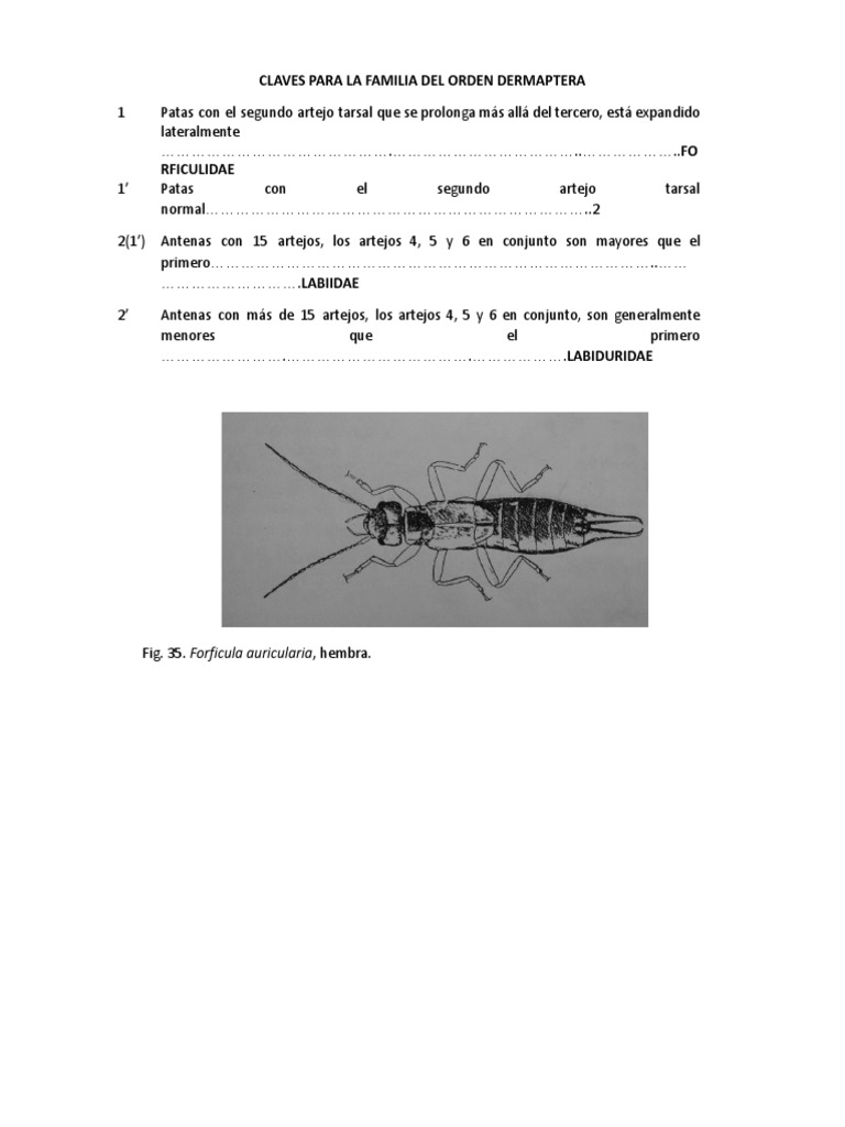 Claves para identificar Dermaptera | PDF | Insectos | Artrópodos