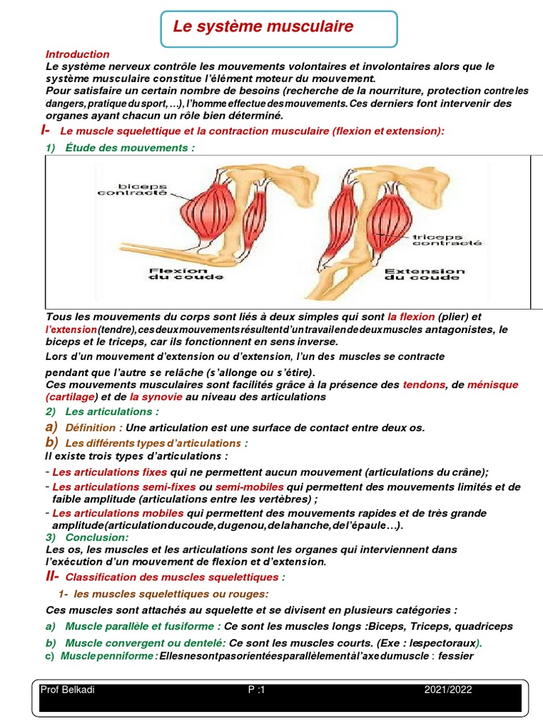 Muscles squelettiques et mouvements | PDF | Muscle squelettique | Synapse