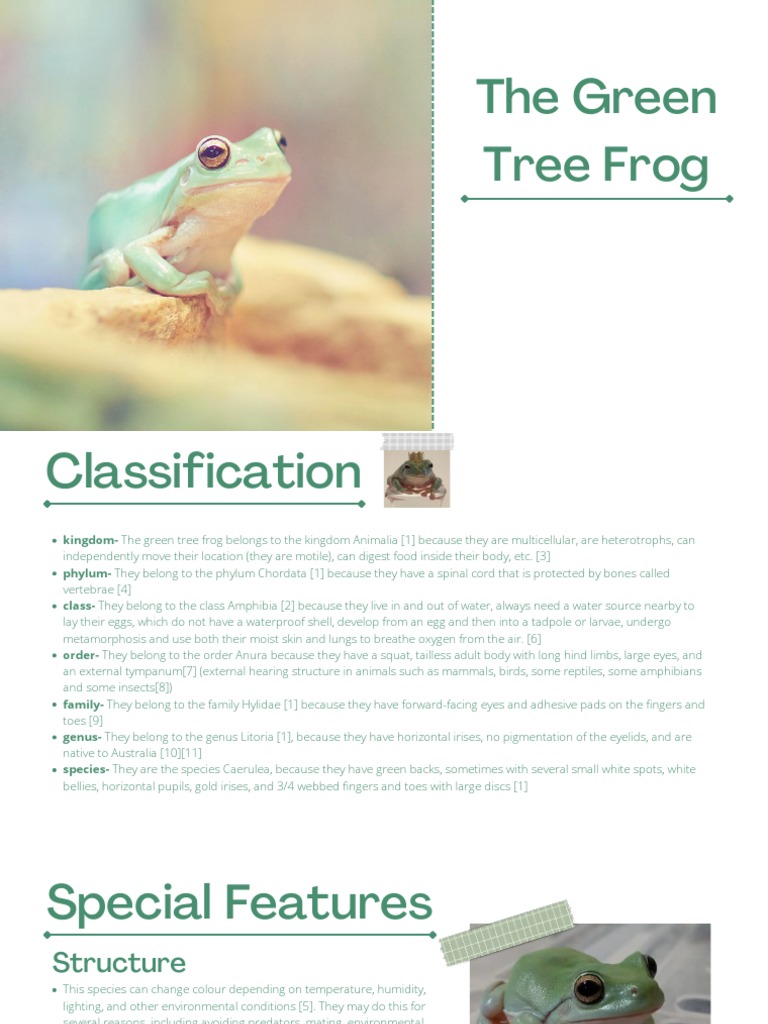 The Green Tree Frog Presentation | PDF | Frog | Amphibian