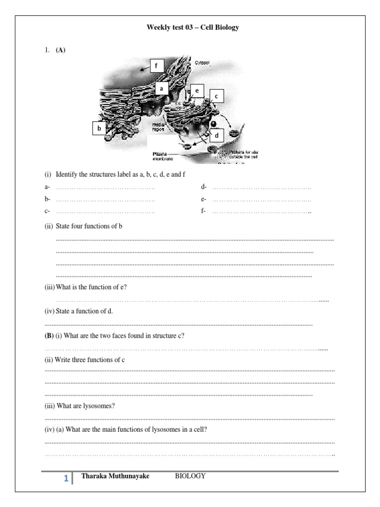 Weekly Test 03 - Cell Biology | PDF | Cell (Biology) | Organelle