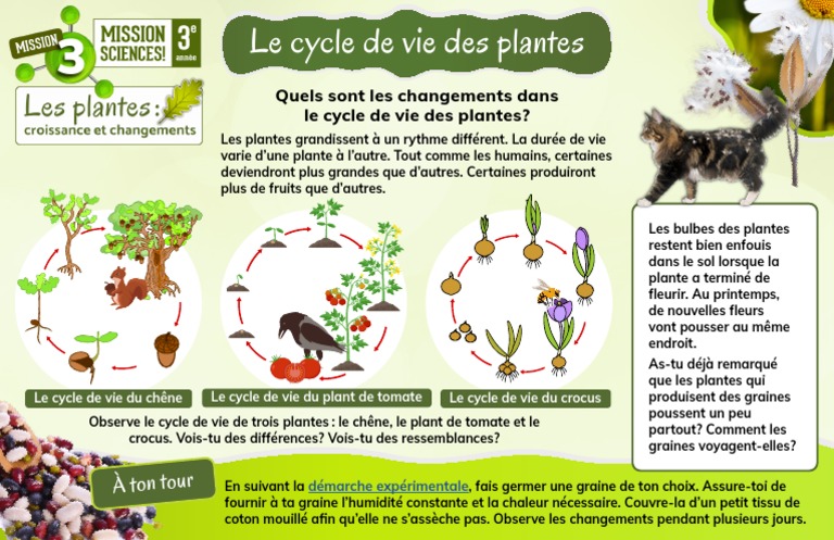 Feuille De Travail Sur Le Cycle De Vie Des Plantes Pour Les Enfants