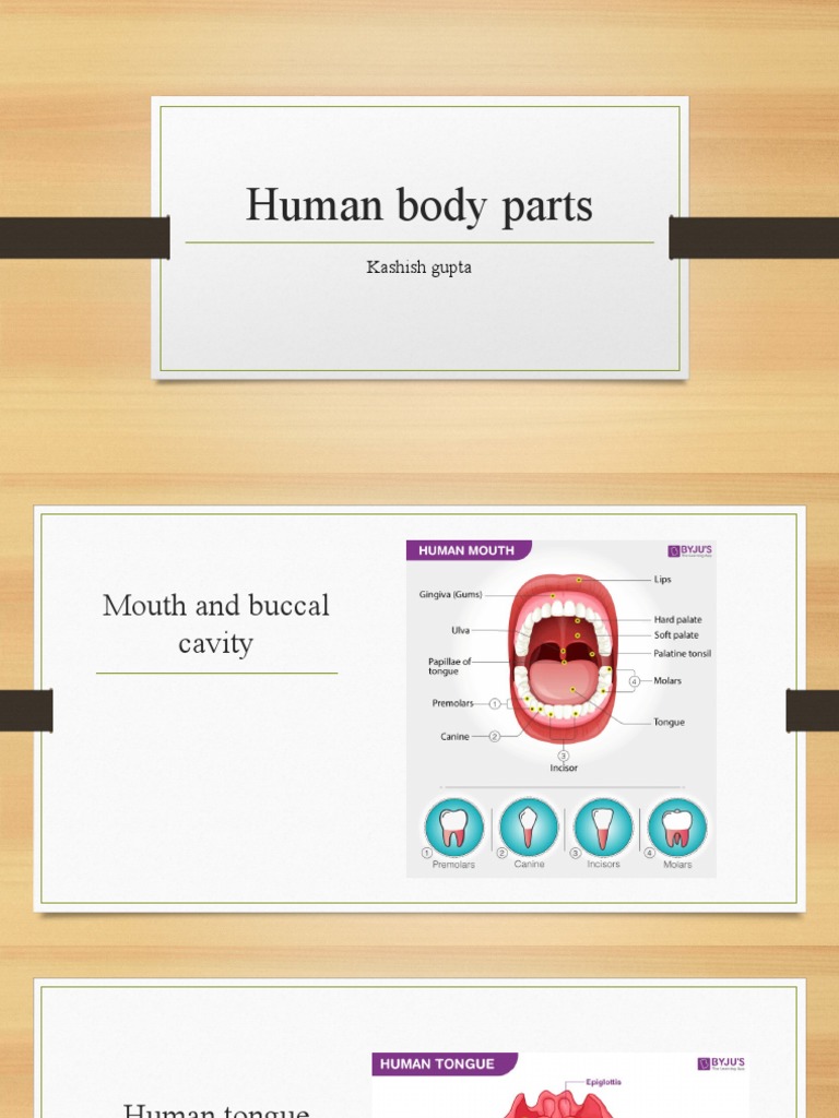 human-body-parts-pdf