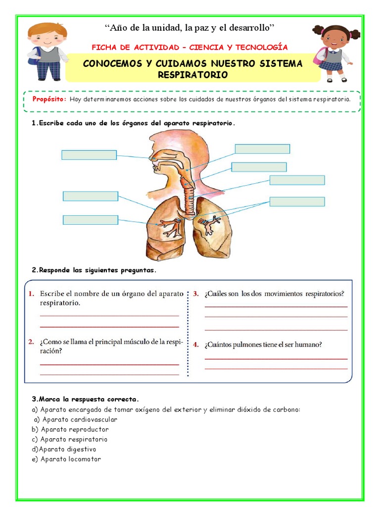 Ficha de Actividades: Sistema Respiratorio | PDF | Sistema respiratorio ...