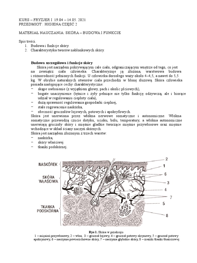 Viii F H Im 2 Budowa I Funkcje Skory | PDF