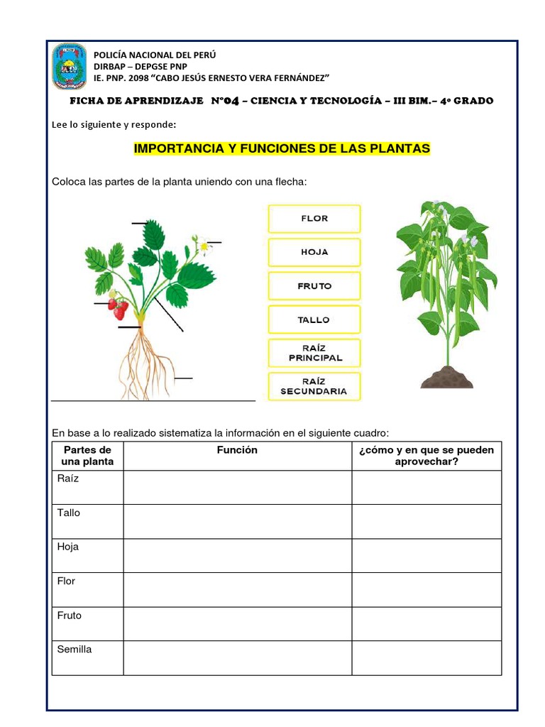 Ficha de Aprendizaje 04 Ciencia y Tecnología - Iii Bim - Funcion ...