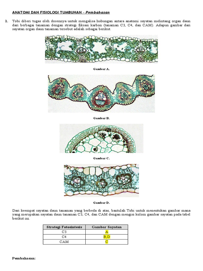 Anatomi-fisiologi-tumbuhan | PDF