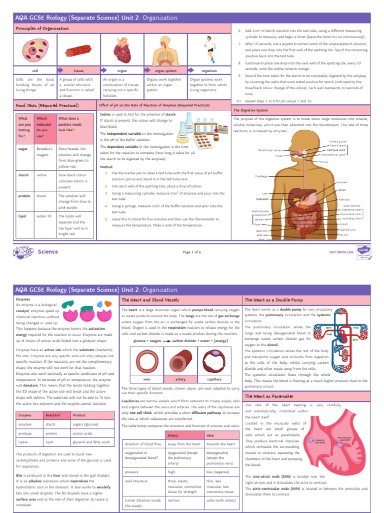 AQA GCSE Separate Science U2 Organisation Knowledge Organiser | PDF | Heart | Blood