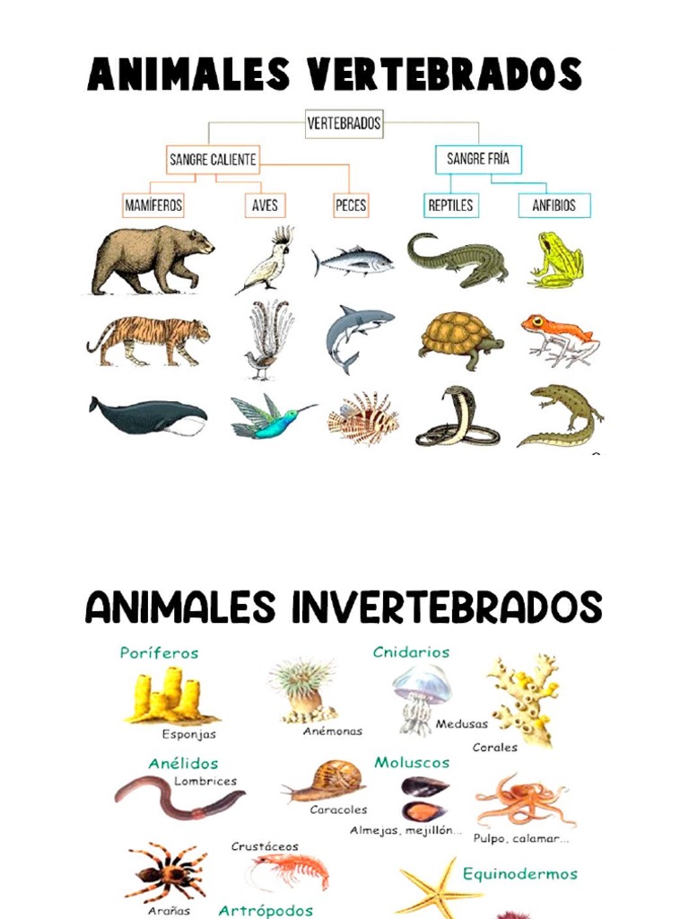 Animales Vertebrados e Invertebrados | PDF