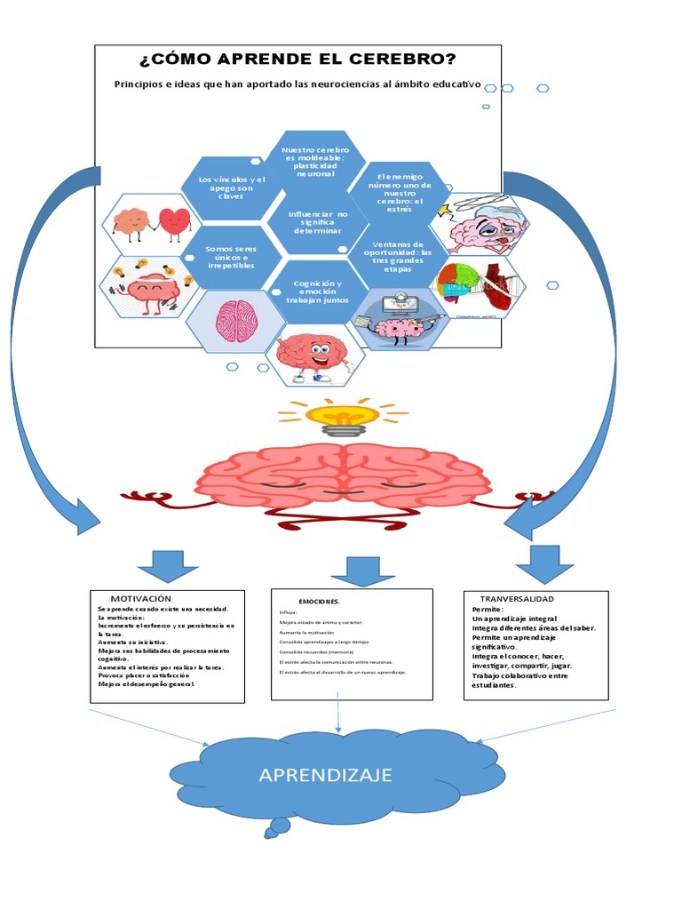 14 Esquema Como Aprende El Cerebro | PDF | Aprendizaje | Cerebro