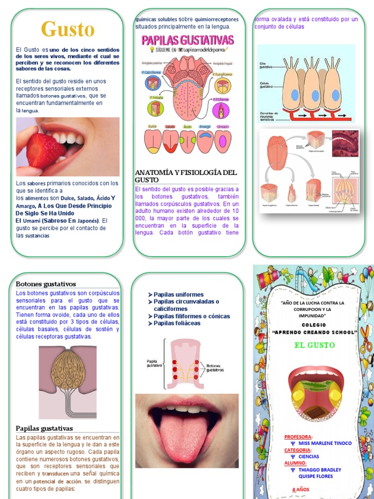 Anatomía y Fisiología del Gusto | PDF | Gusto | Sistema digestivo